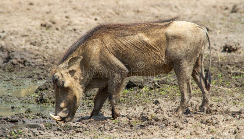 Warthog Feet Stock Photos - Free & Royalty-Free Stock Photos from ...