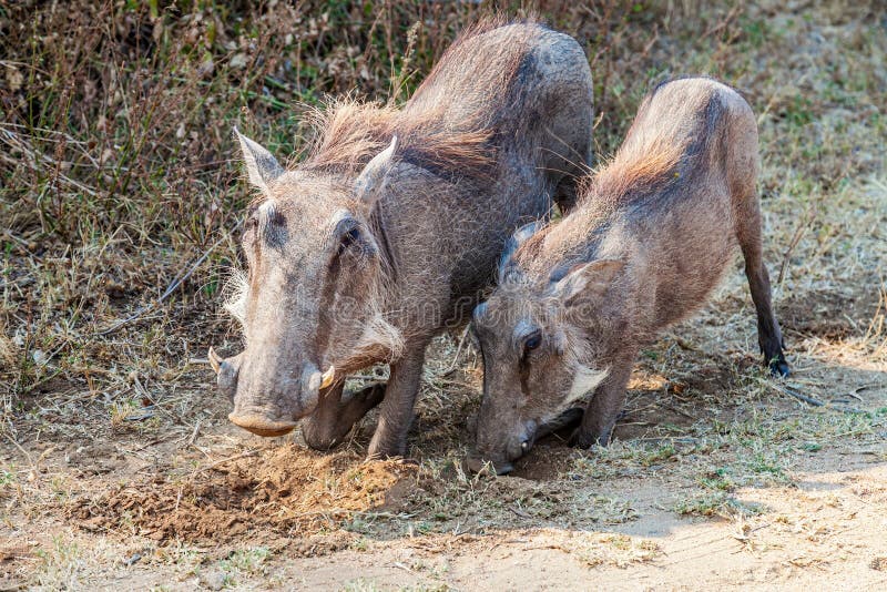Common Warthog or Phacochoerus Africanus Digging for Food Stock Photo ...