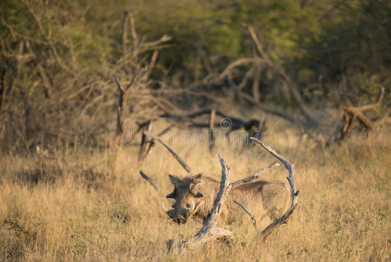 Common Warthog Roaming through a Sun-drenched Meadow, the Tall Dry ...
