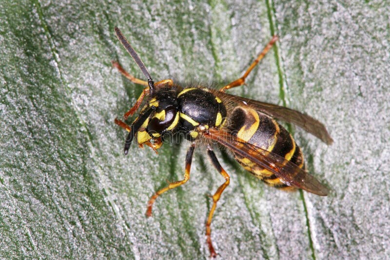Common Wasp stock image. Image of insect, sting, wasp - 12454473