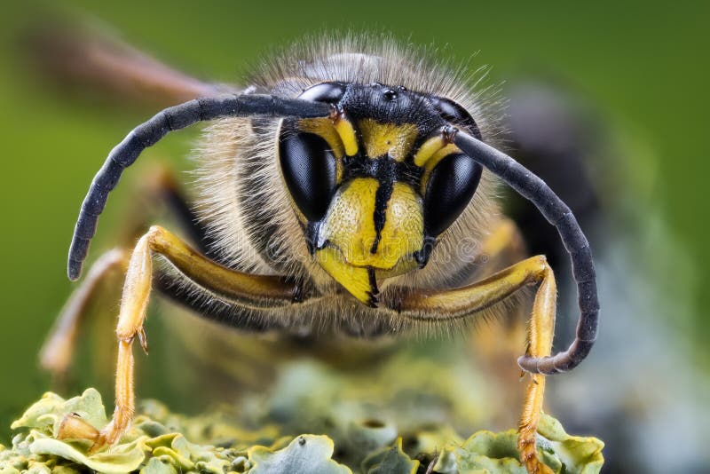 Common Wasp, Wasp stock image. Image of wing, vulgaris - 110246165