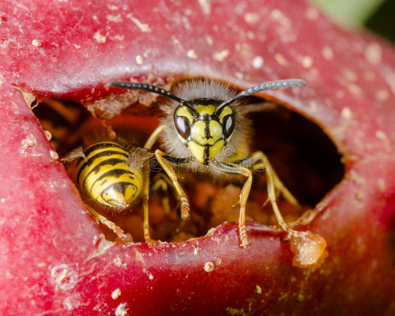 Common wasp in apple stock image. Image of vulgaris - 327789421