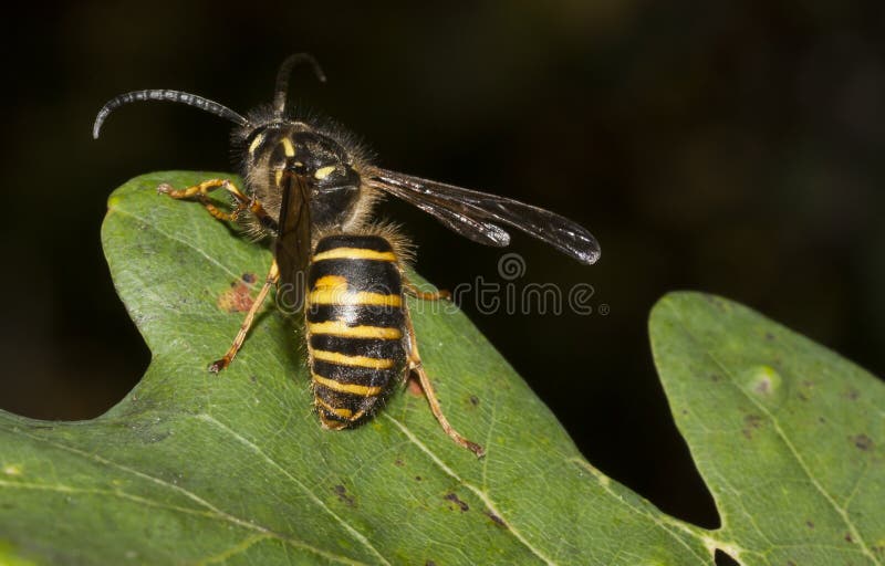 Common wasp stock image. Image of vespa, wasp, animal - 66051697