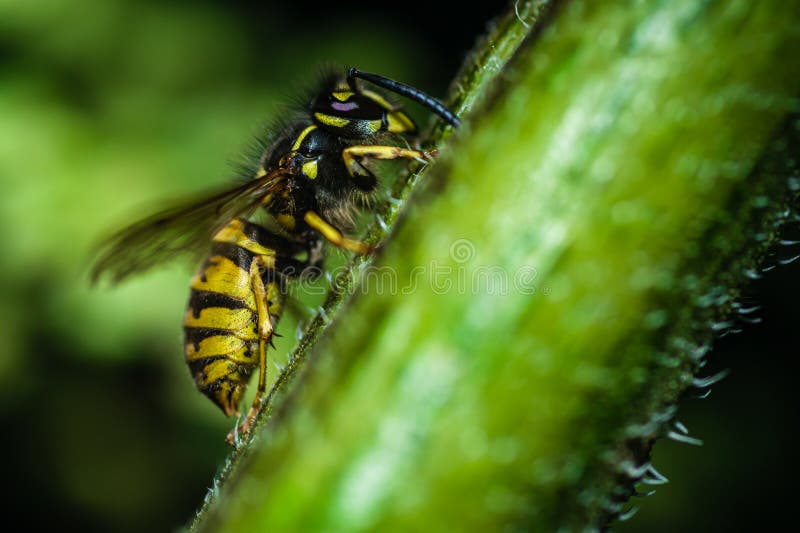 The common wasp stock image. Image of nature, jasper - 193646755
