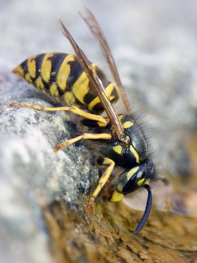 Common Wasp Vespula Vulgaris Stock Photo - Image of wild, animal: 122937704