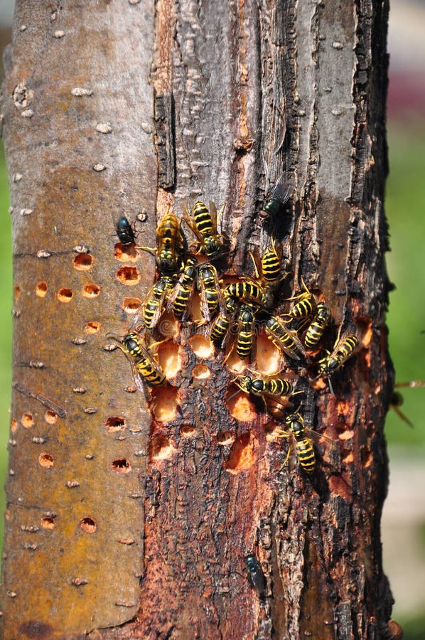 Wasp stock image. Image of hornet, biting, animals, nest - 16196233