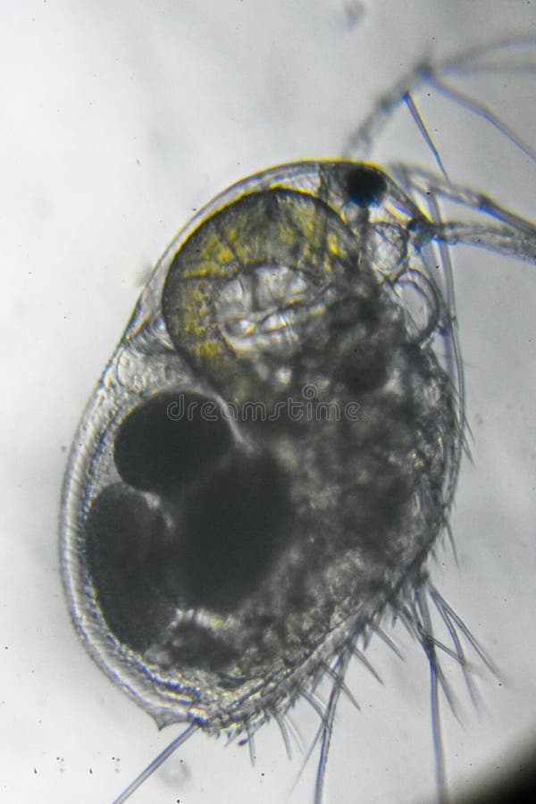 290 Insect Leg Microscope Stock Photos - Free & Royalty-Free Stock ...