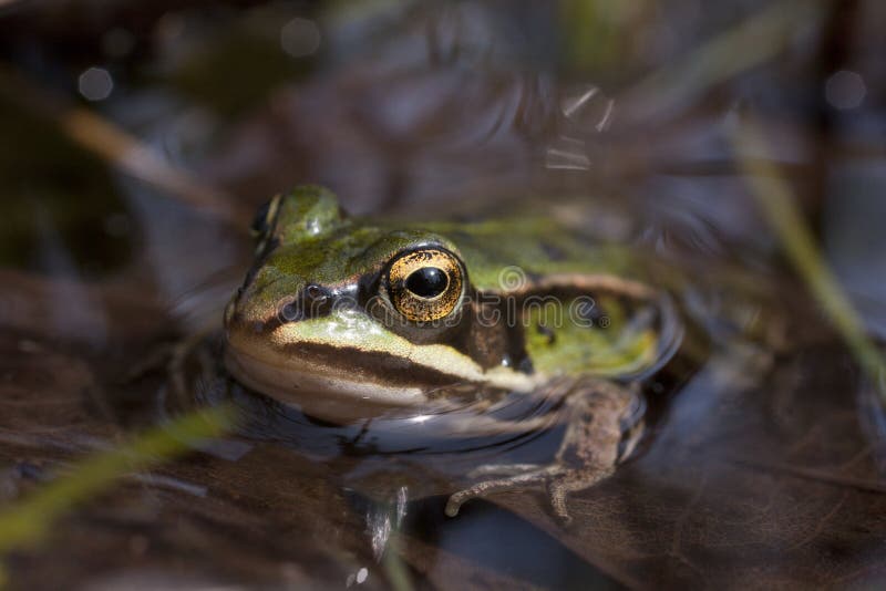 Frog Camera Stock Photos - Download 753 Royalty Free Photos