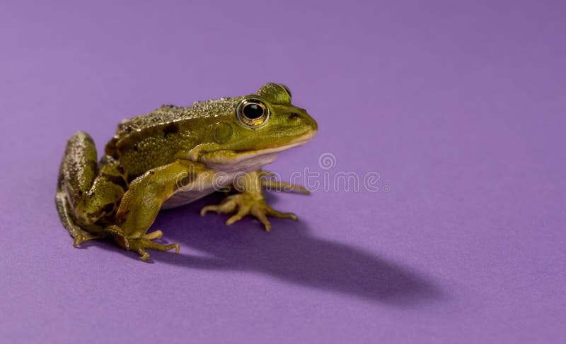 Common Water Frog in Front of a White Background Stock Image - Image of ...