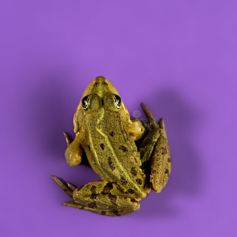 Common Water Frog in Front of a White Background Stock Image - Image of ...