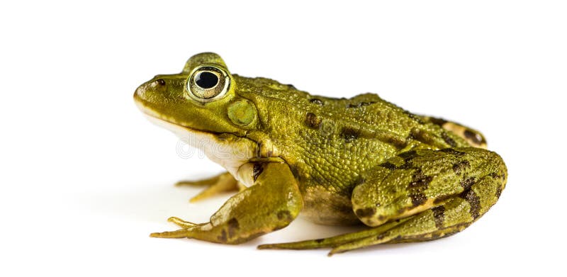 Common Water Frog in Front of a White Background Stock Photo - Image of ...