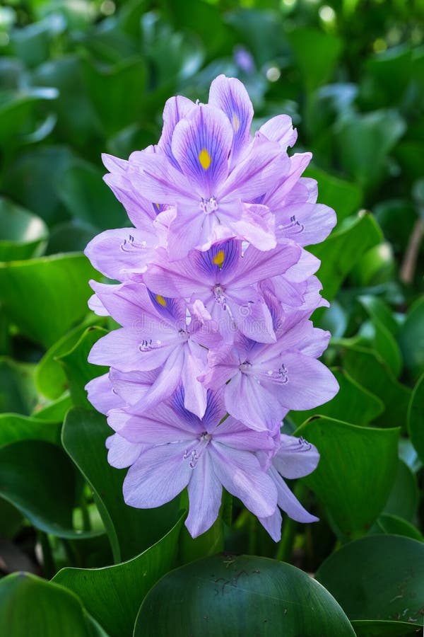 106 Water Hyacinth Roots Stock Photos - Free & Royalty-Free Stock ...