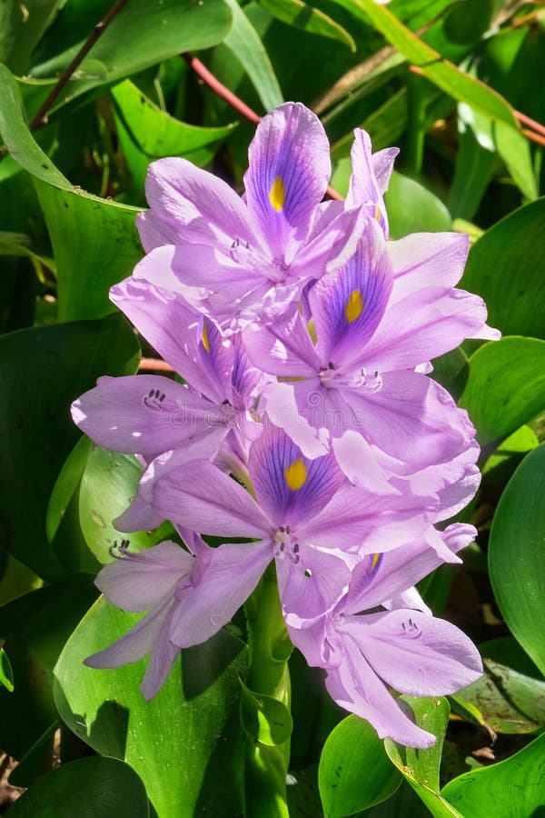 106 Water Hyacinth Roots Stock Photos - Free & Royalty-Free Stock ...