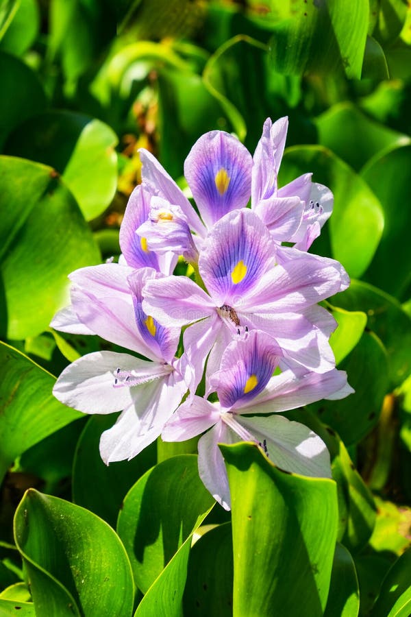 Water Hyacinth Roots Stock Photos - Free & Royalty-Free Stock Photos ...