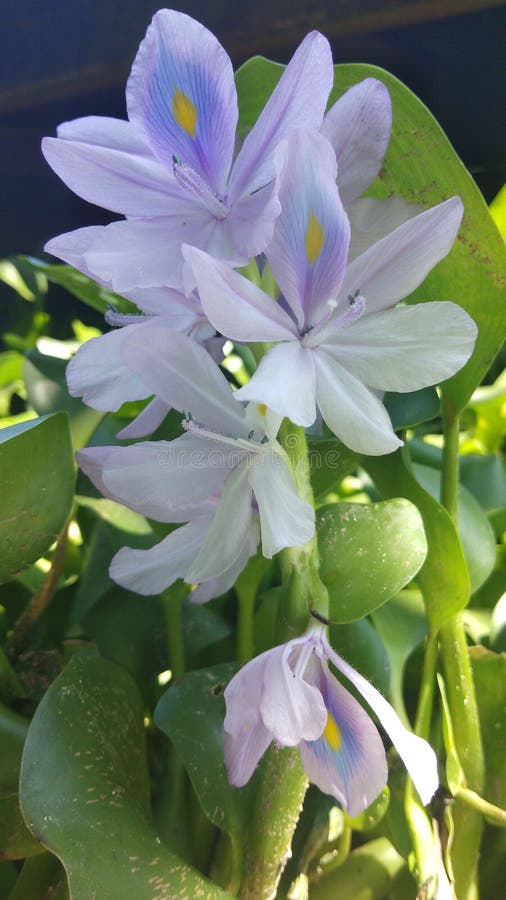 Common Water Hyacinth Flower Stock Image - Image of herb, lilac: 180686689