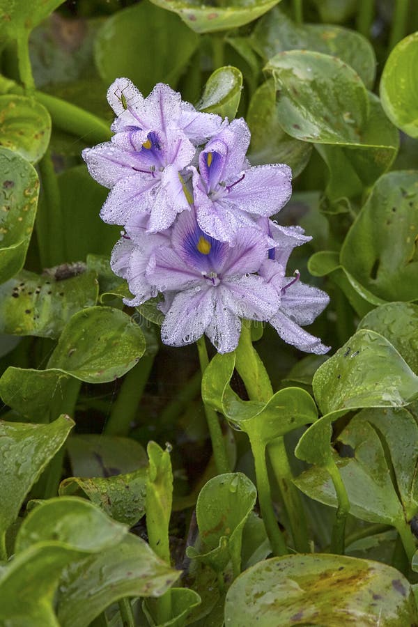 Common Water Hyacinths stock image. Image of bloom, common - 267719821