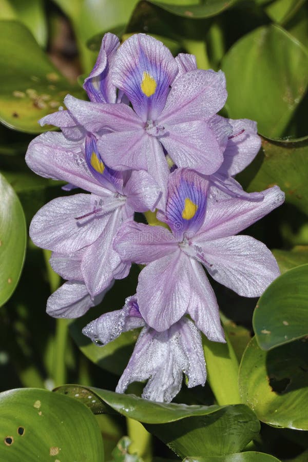 Common Water Hyacinths Cluster, Closeup Stock Photo - Image of hyacinth ...