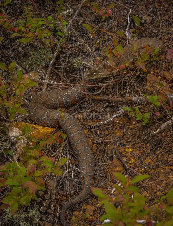 Common Water Snake Basking in the Sun Stock Photo - Image of creature ...