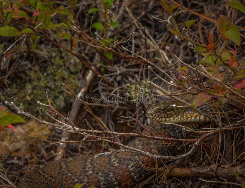 Common Water Snake Basking in the Sun Stock Photo - Image of water ...
