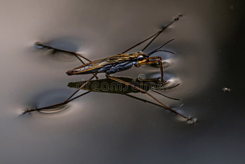 Common Water Strider stock image. Image of aquarius - 329688757