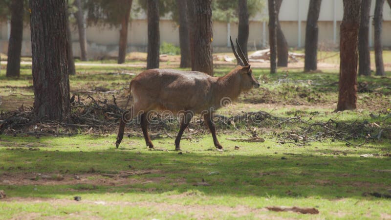 Common Waterbuck Walking between Trees Stock Footage - Video of natural ...