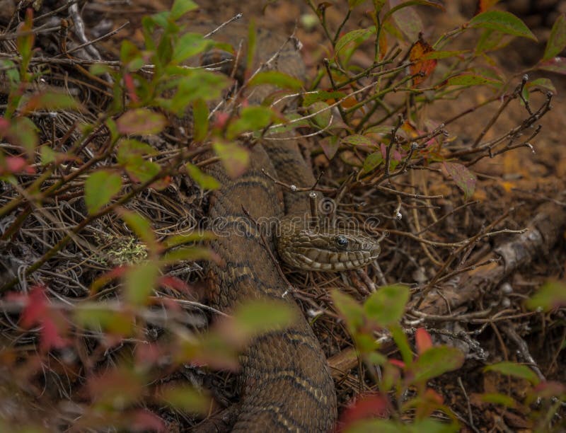 Common Water Snake Basking in the Sun Stock Photo - Image of creature ...