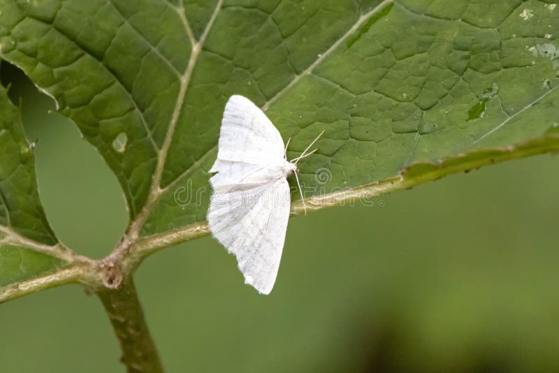 Common White Wave Moth, Cabera Pusaria Stock Image - Image of cabera ...