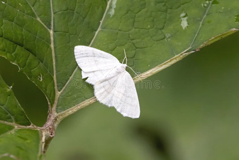 Common Wave Moth, Cabera Exanthemata Stock Image - Image of small, life ...