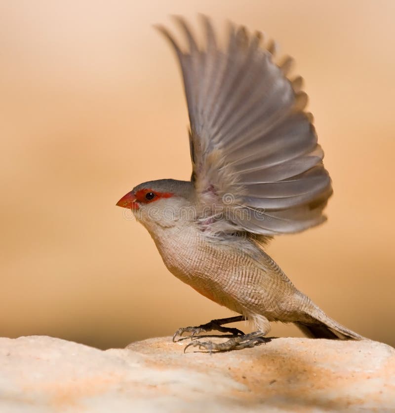 Common Waxbill stock image. Image of south, bird, feather - 12333421