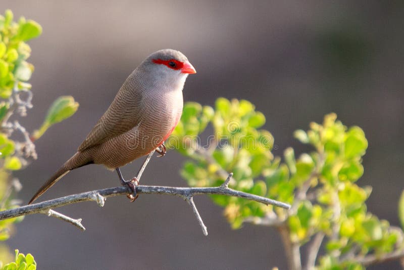 Common Waxbill stock photo. Image of animal, lagoon, horizontal - 61546860