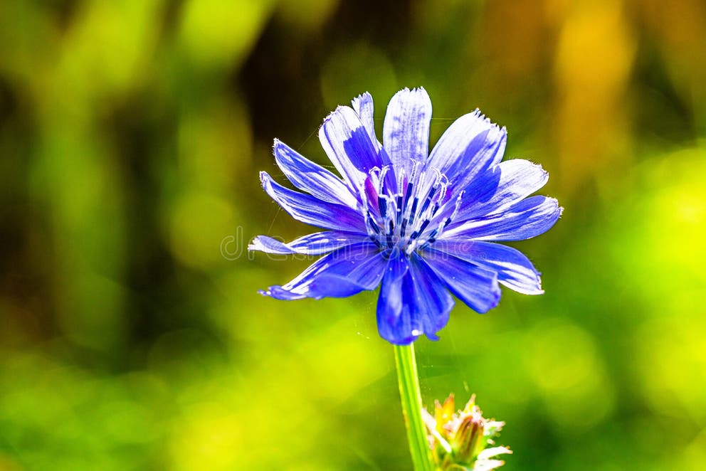 Common wayward stock image. Image of petal, nature, yellow - 265225421