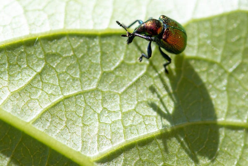 Common weevil, bug, stock photo. Image of environment - 187705892