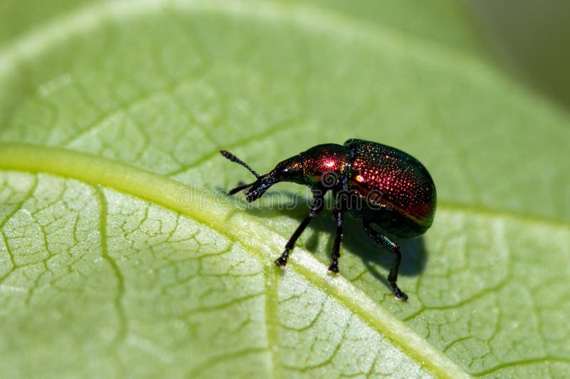 Common weevil, bug, stock image. Image of leaf, detail - 187705901