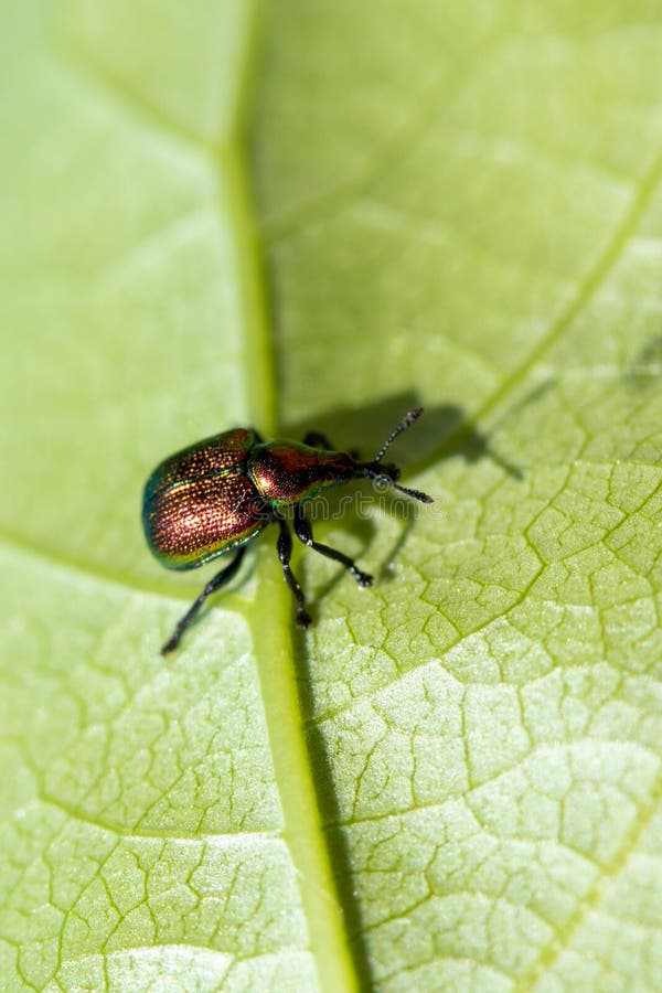 Common weevil, bug, stock image. Image of closeup, nature - 187705903