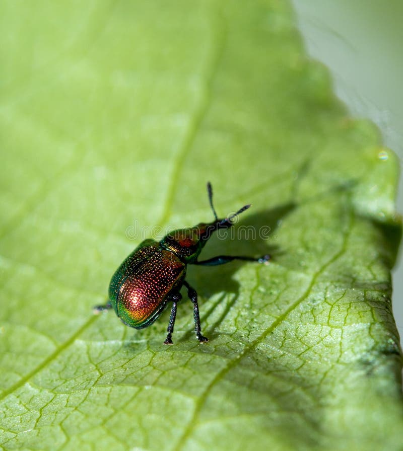 Common weevil, bug, stock photo. Image of macro, brown - 187705904