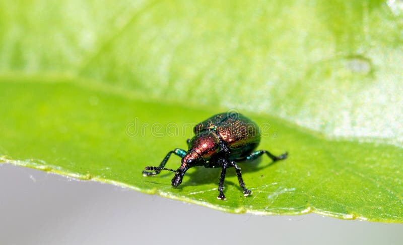 Common weevil, bug, stock image. Image of plant, brown - 187705909