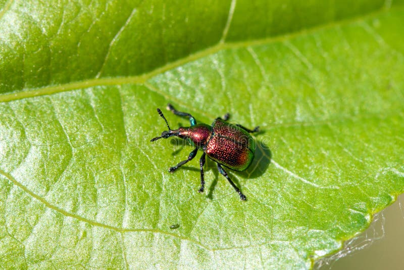 Common weevil, bug, stock photo. Image of wild, common - 187705920