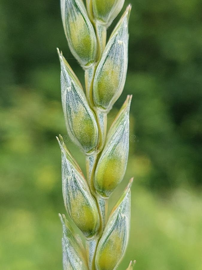 Common wheat stock photo. Image of common, poaceae, wheat - 251055368