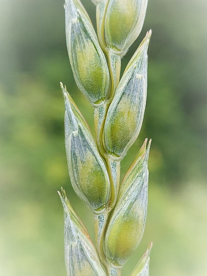 Common wheat stock photo. Image of crop, aestivum, triticum - 257012300