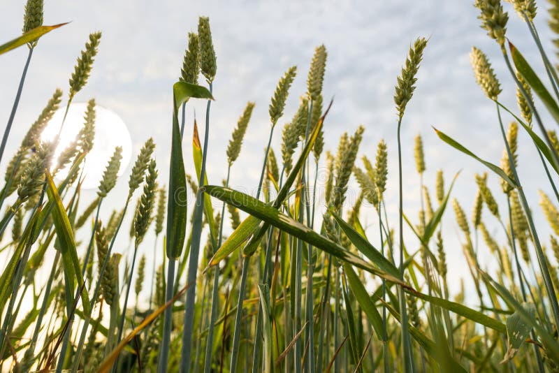 Common Wheat Ears in the Field Stock Photo - Image of farmland, farm ...