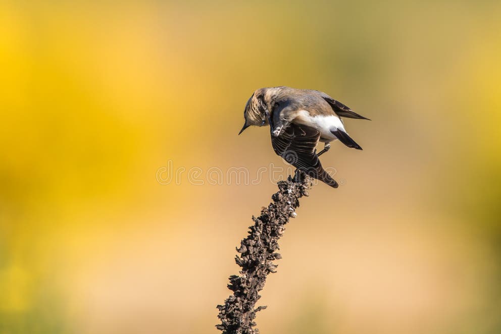 Common Wheatear Oenanthe Oenanthe Stock Image - Image of common, nature ...