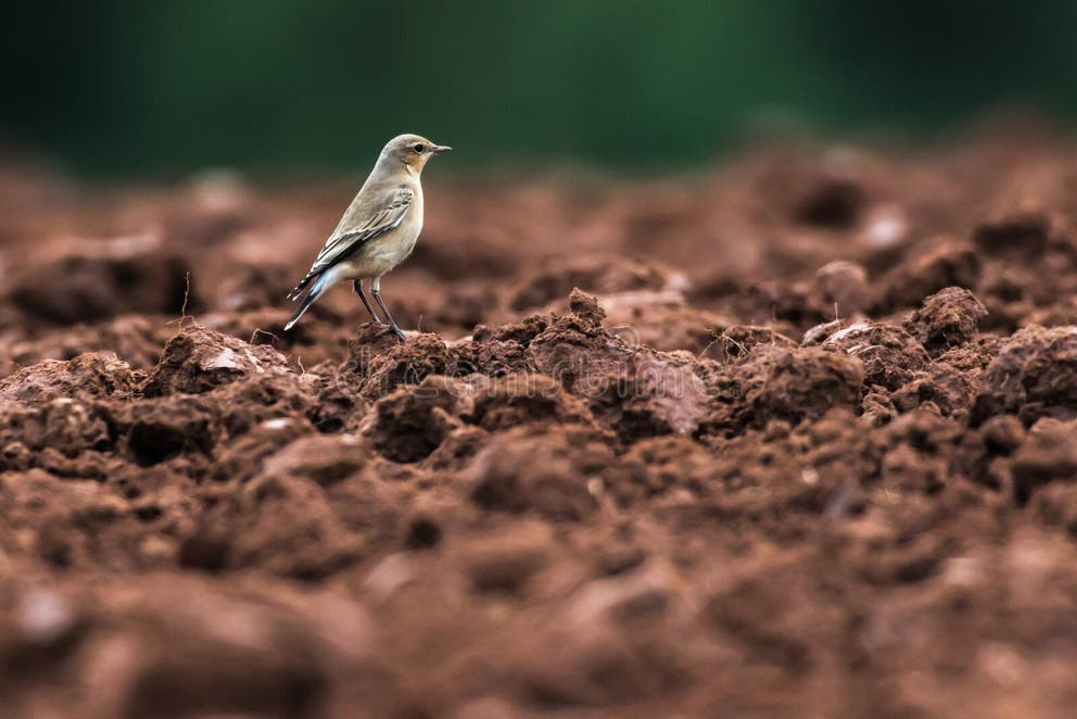 Common Wheatear Oenanthe Oenanthe Stock Image - Image of feathering ...
