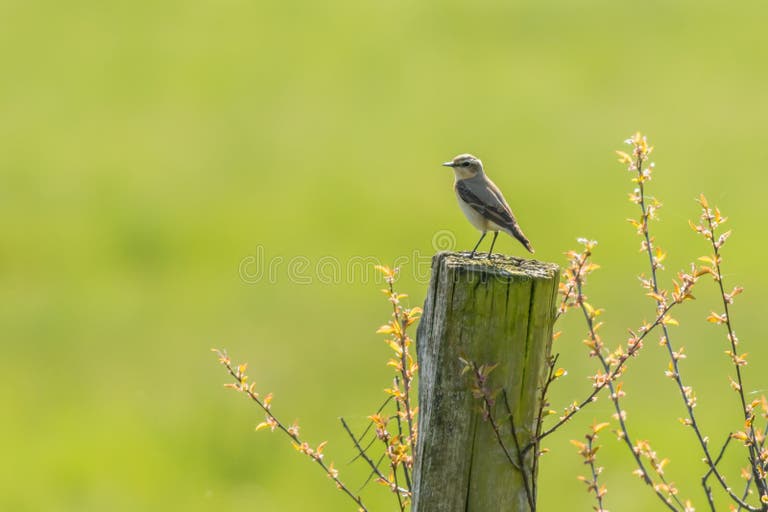 Common Wheatear Oenanthe Oenanthe Stock Image - Image of birdlife ...