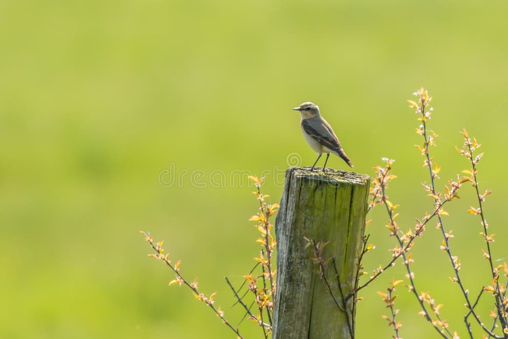 Common Wheatear Oenanthe Oenanthe Stock Image - Image of birdlife ...