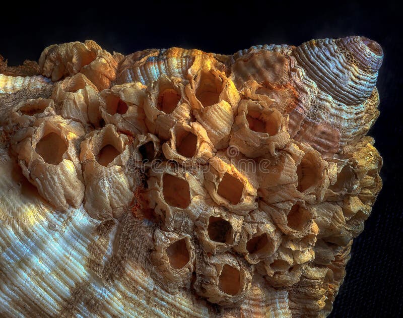 Common whelk and barnacles stock image. Image of shiny - 124613721