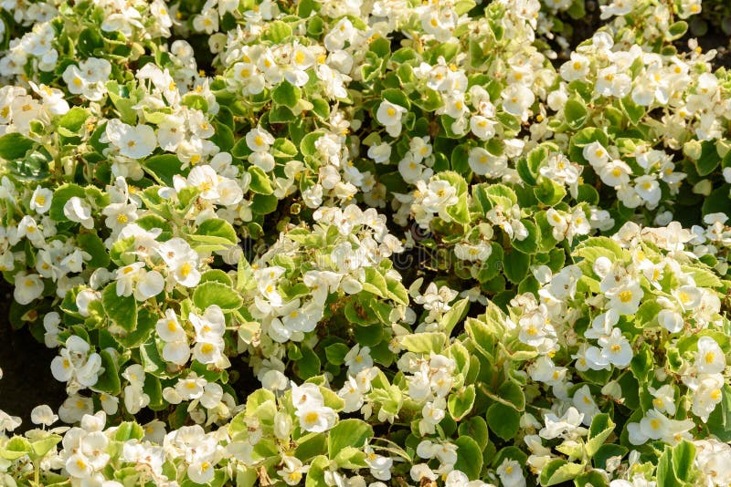 Common White Flowers in Spring Stock Photo - Image of closeup, floral ...