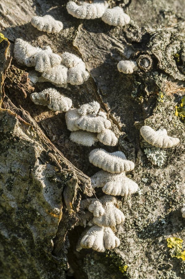 Common white mushrooms stock image. Image of trunk, tree - 29263345