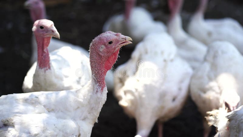 White Turkeys Walking in the Paddock. Common White Turkey Looking for ...