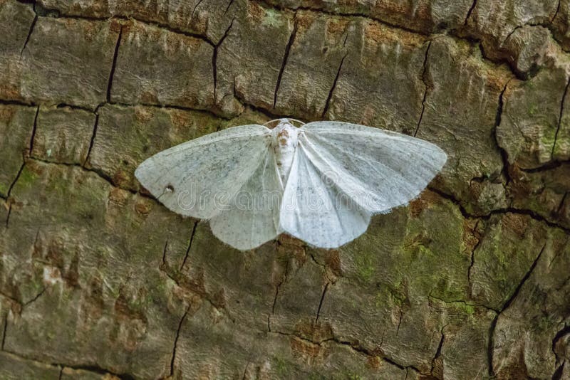 Common White Wave Moth Cabera Pusaria Stock Photos - Free & Royalty ...