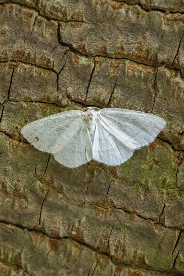 Common White Wave Cabera Pusaria Stock Photo - Image of pusaria, grass ...